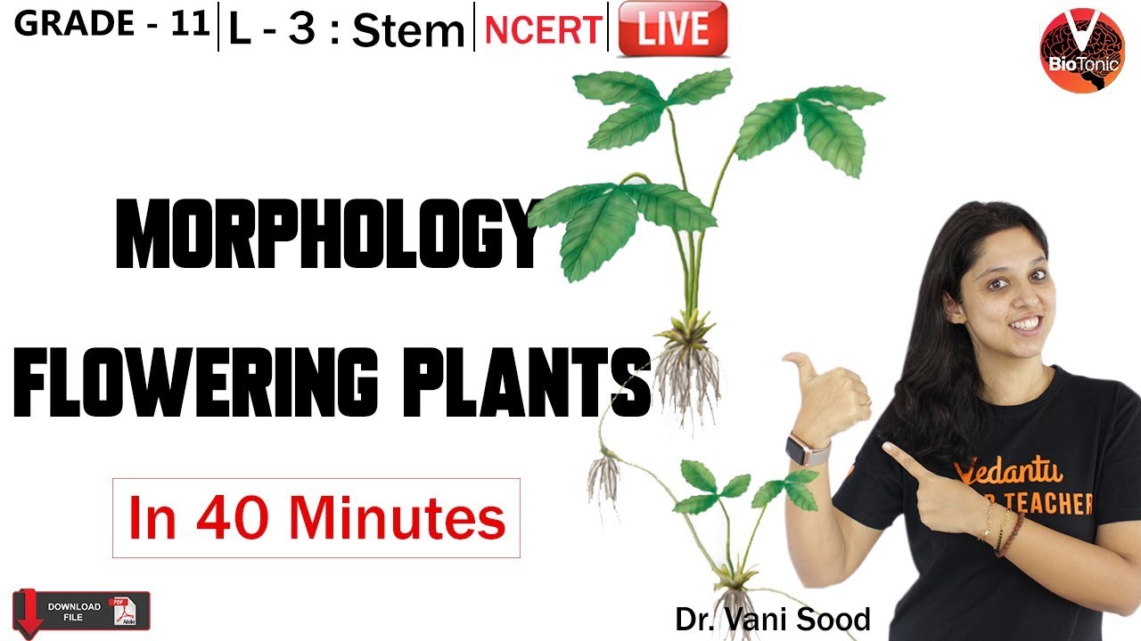 Morphology of Flowering Plants | Stem | Biology Class 11 | NEET |AIIMS ...