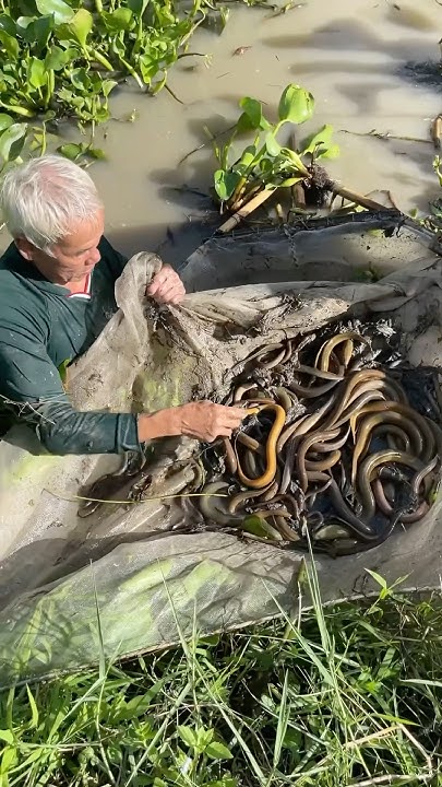 Trapping so many big eel fish with survival skills - YouTube