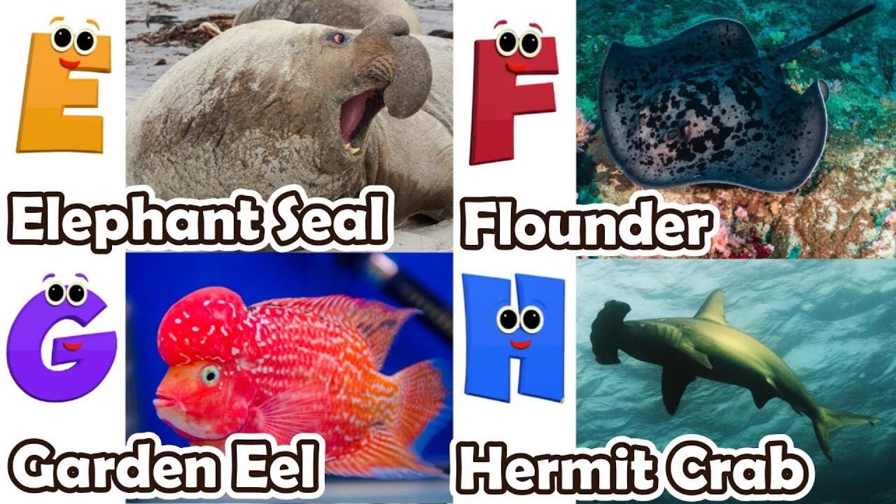 Sea Animals ABC Song | Sea Animals Alphabet Song | Learn The Names of ...
