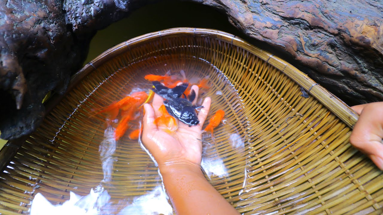 Catch Up_A lot of Beautiful Golden Fish in River Catching By Fisherman ...