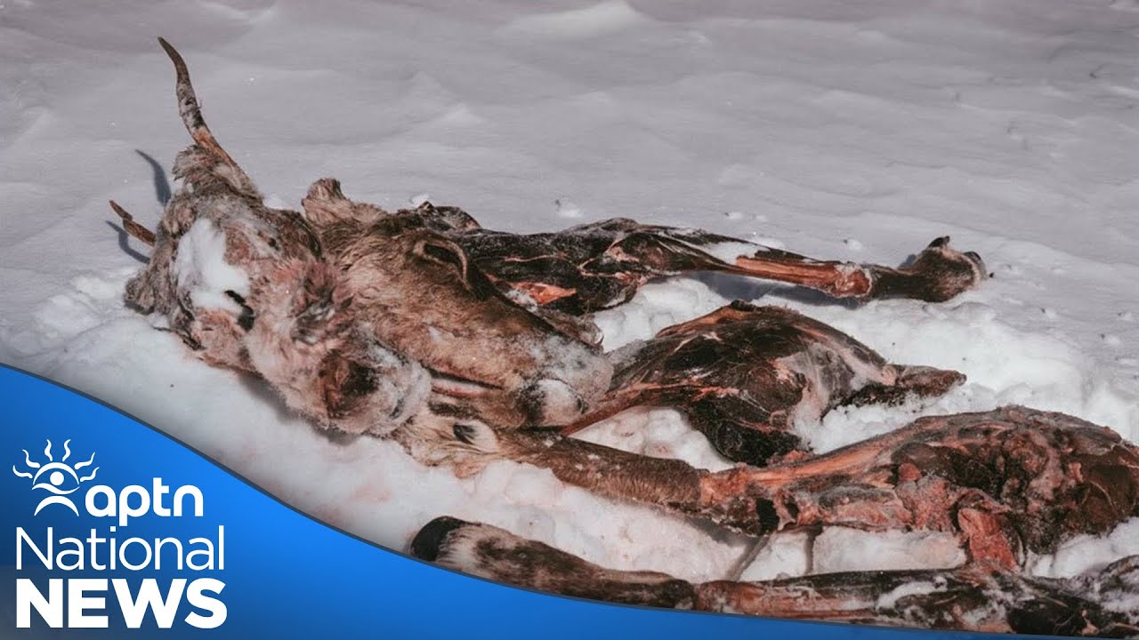 Kinew responds to caribou killing | APTN News - YouTube