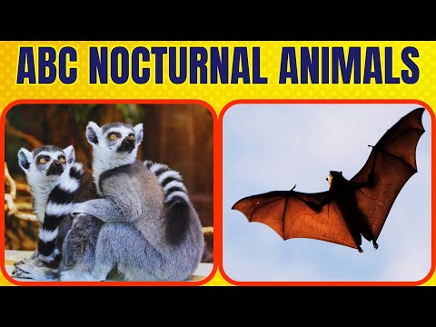 ABC Fonetik Şarkısı | Gece Aktif Hayvanlar A'dan Z'ye