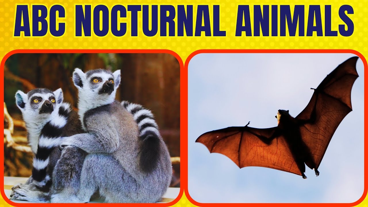 ABC Phonics Song | Nocturnal Animals A-Z | Real-Life Footage ...