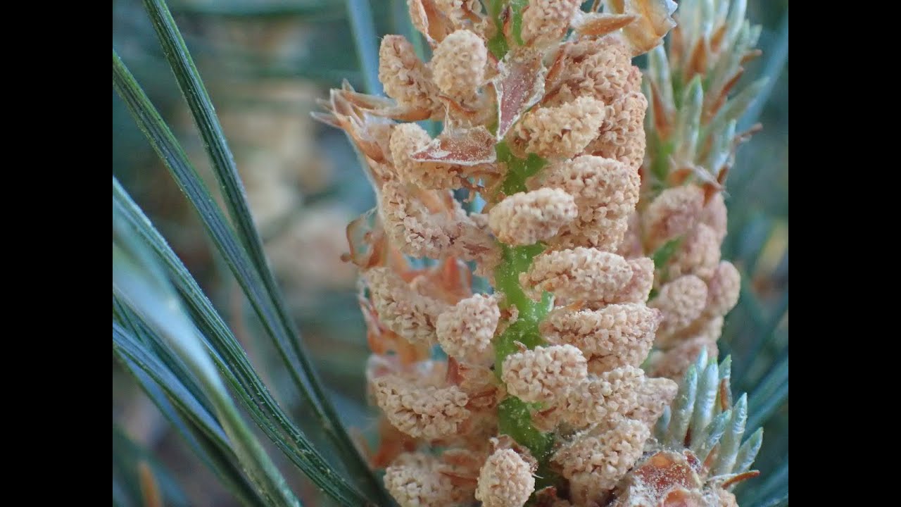 Scots Pine and pine pollen - YouTube