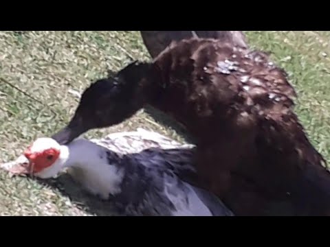 HYBRID CAYUGA & MUSCOVY DUCK AFTER THE CREATE A NEW HYBRID THE BACKYARD ...