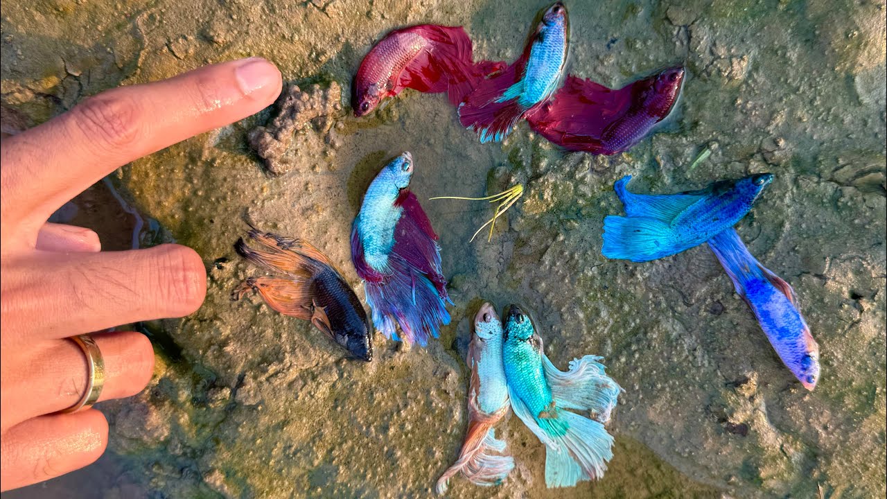 Wow!! Betta Fish Catching With Best Skill and Some Traditional Tool ...