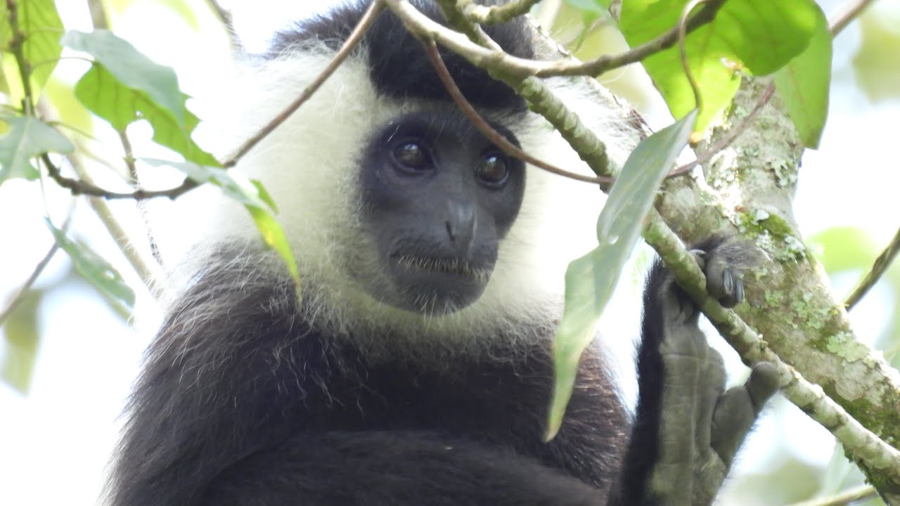 MONKEYS WITH NO THUMBS ... The Colobus Monkey - YouTube