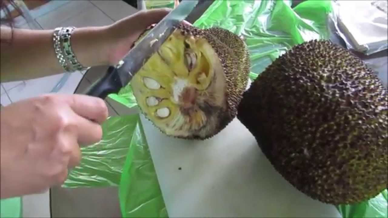 Jackfruit Tutorial in the Philippines - YouTube