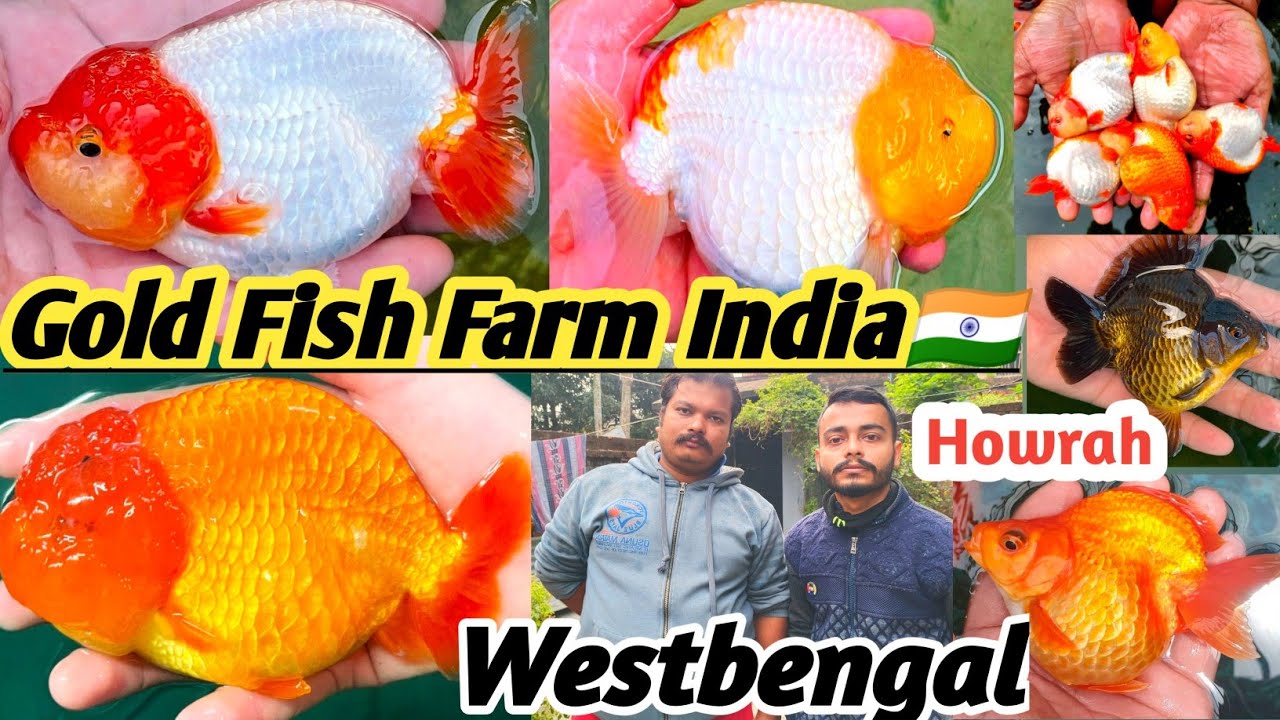Exotic Goldfish Farm | গোল্ডফিশ মাছের ফার্ম | Aquarium Fish Farm ...