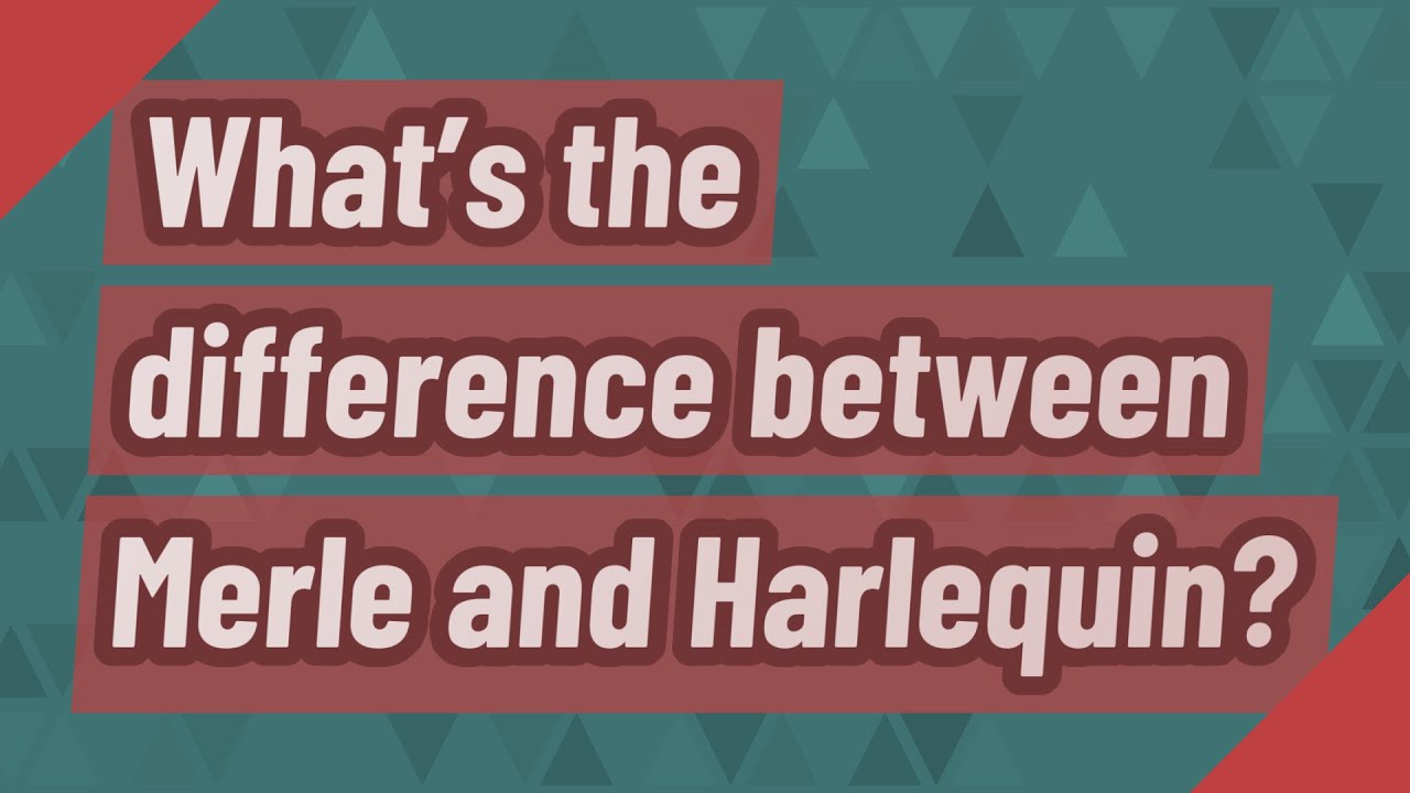 What's the difference between Merle and Harlequin? - YouTube