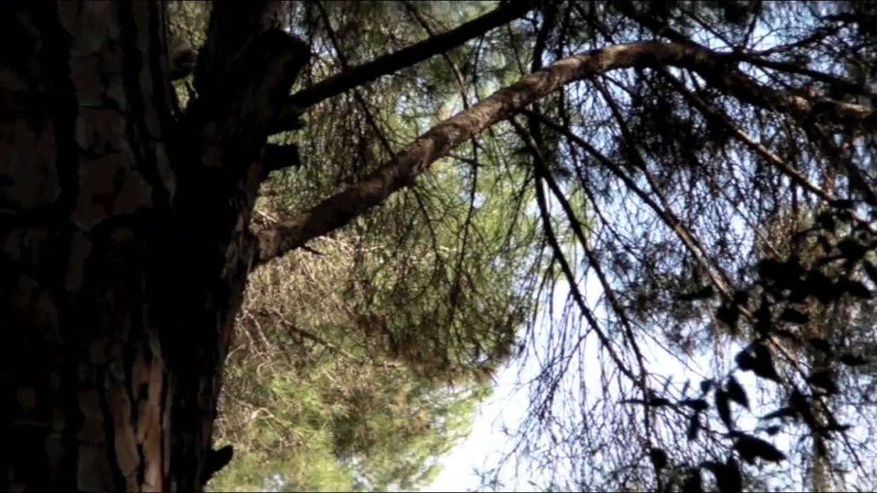 Forêt de Bouchaoui Chéraga, Staouéli - YouTube