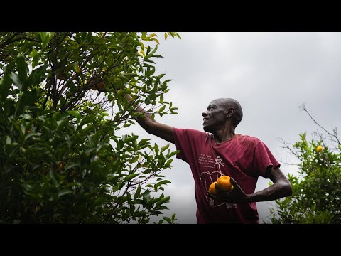 The TIST Model: Planting Trees, Empowering Communities