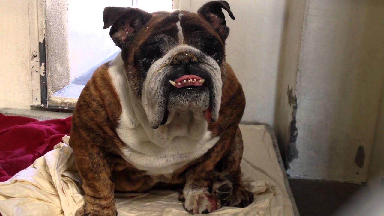 English Bulldog: Bruno English Bulldog 1st Day At The Shelter - YouTube