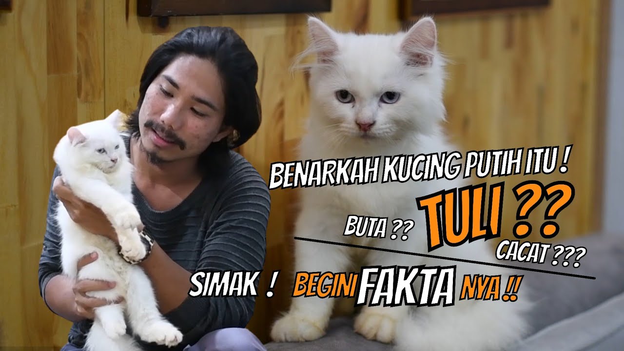 FAKTA KUCING PUTIH | Buta, Tuli, Cacat, Benar kah ? - YouTube