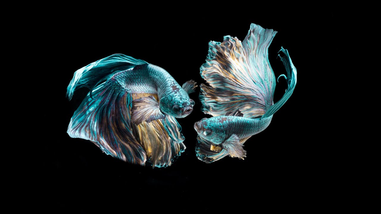 4 Alien-Like Creatures of the Deep Sea - YouTube