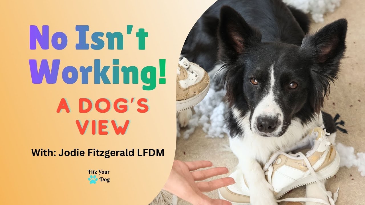 Your Dog Keeps Ignoring 'NO' — Here's Why - YouTube