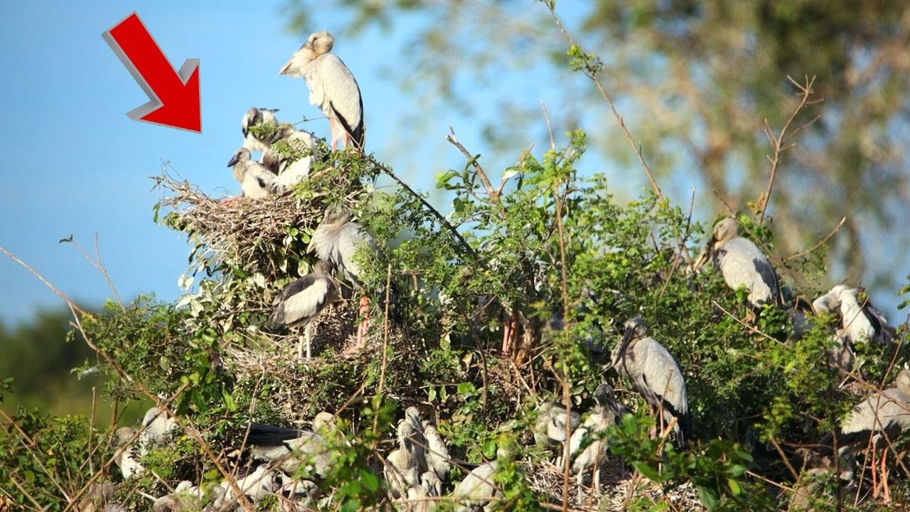 The Big City of Birds: A Fascinating Look at the Bustling Tree Canopy ...