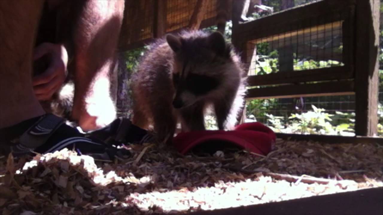 Wild Animals + Montreal Canadians! - YouTube