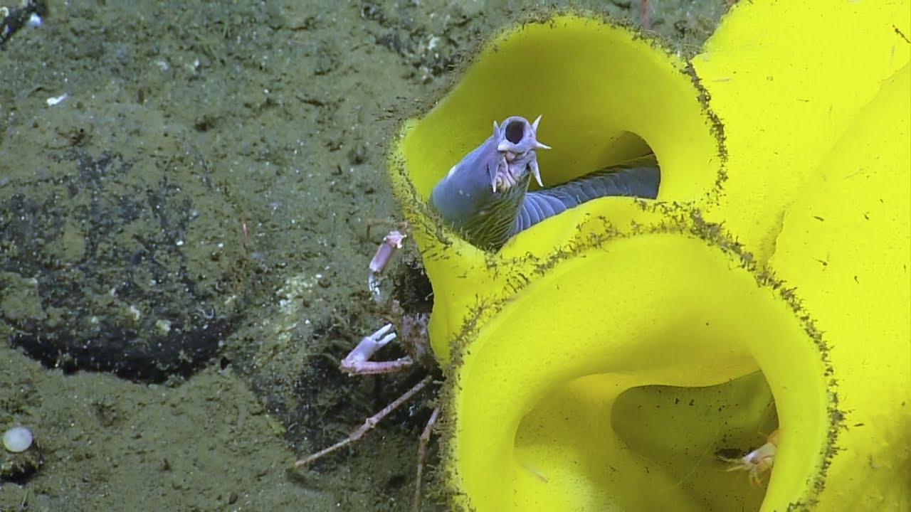 Pacific Hagfish at Home in a Deep Sea Sponge | Nautilus Live - YouTube