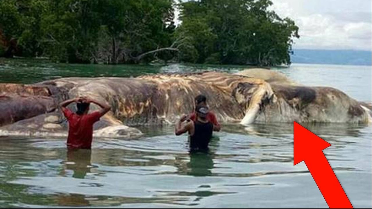 Huge Mystery Creature Washes Up On Beach - YouTube