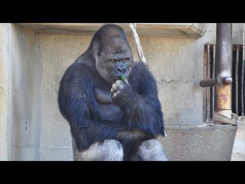 Qorilla ailəsi. Çox maraqlıdır !