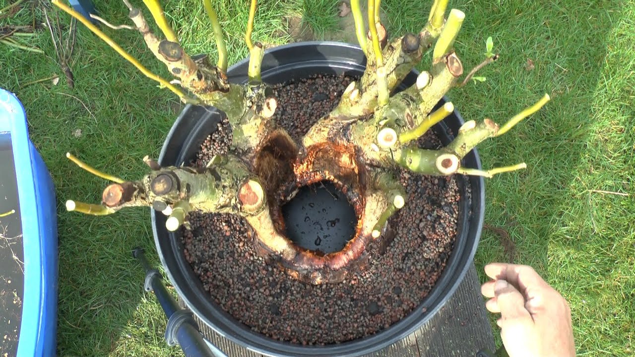 Bonsai Praktiken Entstehung eines interessanten Bonsai 4 - YouTube