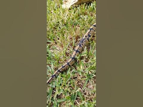 Ball python handling outside tips and tricks.💯‼️ - YouTube