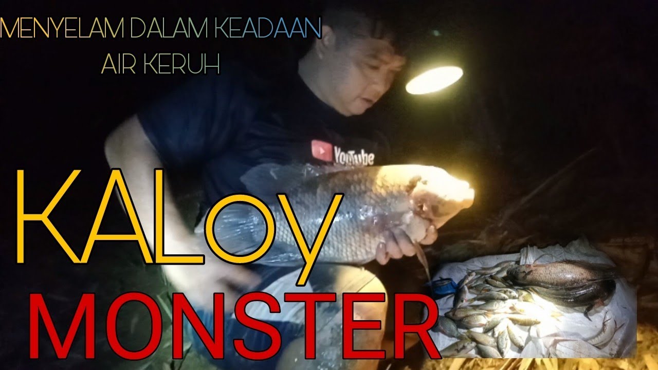 Menyelam Dalam Keadaan Air Sangat Keruh,Mendapat Ikan Kaloy,Haruan,Bantak. - YouTube