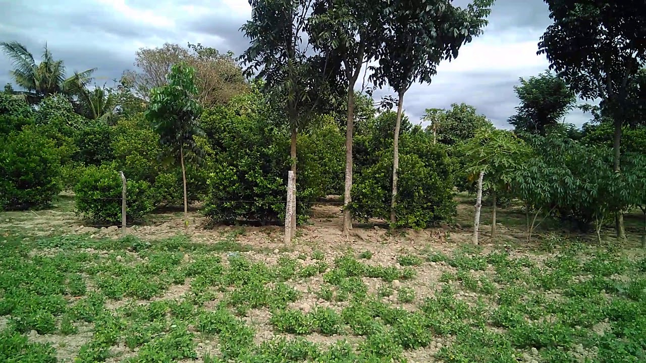 Calamansi farm for sale in pangasinan - YouTube