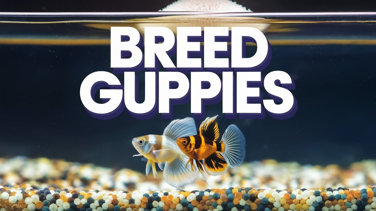 Master the Art of Guppy Breeding in 2025 (step-by-step) - YouTube