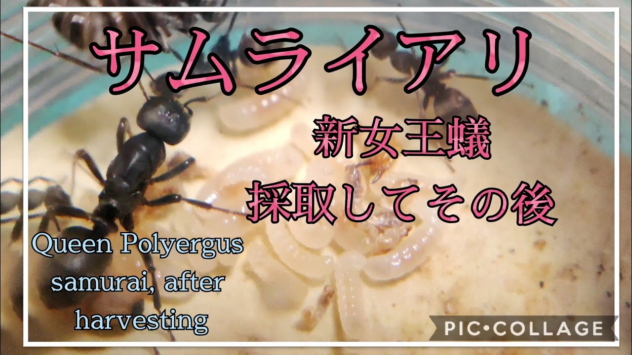 【アリ飼育】#107 新女王 サムライアリを採取してから、その後は・・・After collecting the new queen ant ...