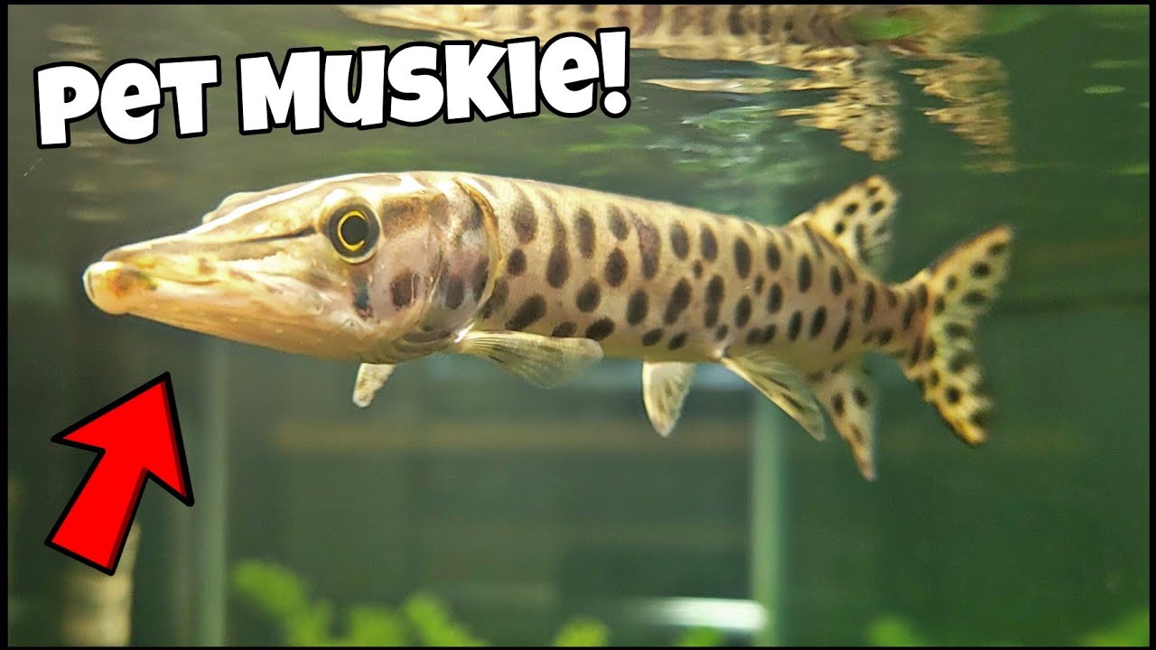 Muskie Aquarium Upgrade! BIG New Native Fish Tank Setup! - YouTube