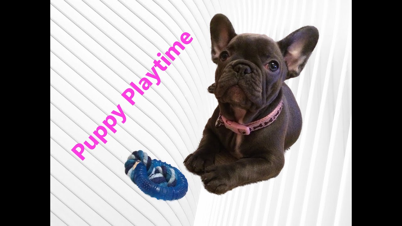 Frenchie Puppy jumping & rolling - YouTube
