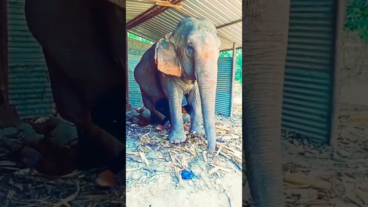 Chitwan National Park Chitwan | Elephant Breeding Centre | Chitwan ...