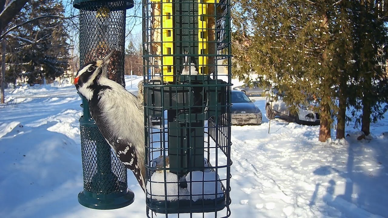 Hairy Woodpeckers on Squirrel Buster Suet and Nut Feeders #2 : Campark ...