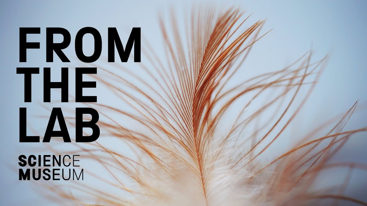 Making sustainable packaging out of waste feathers - YouTube
