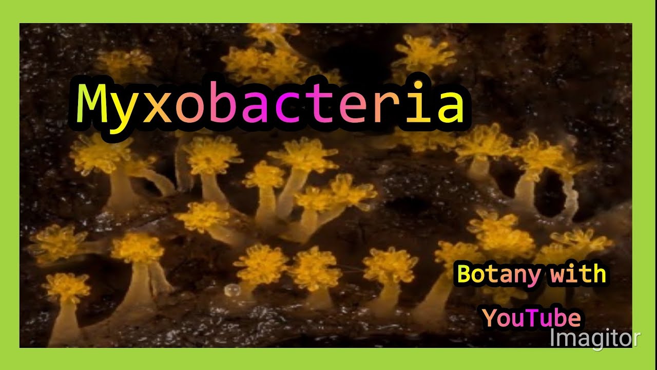 Myxobacteria | Mycobacterium | Bacteria | life cycle of Myxobacteria ...