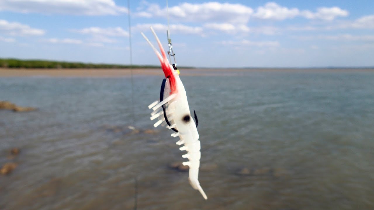 [Vol. 71] Zerek Live Cherabin 100mm, Barramundi are moving about in ...