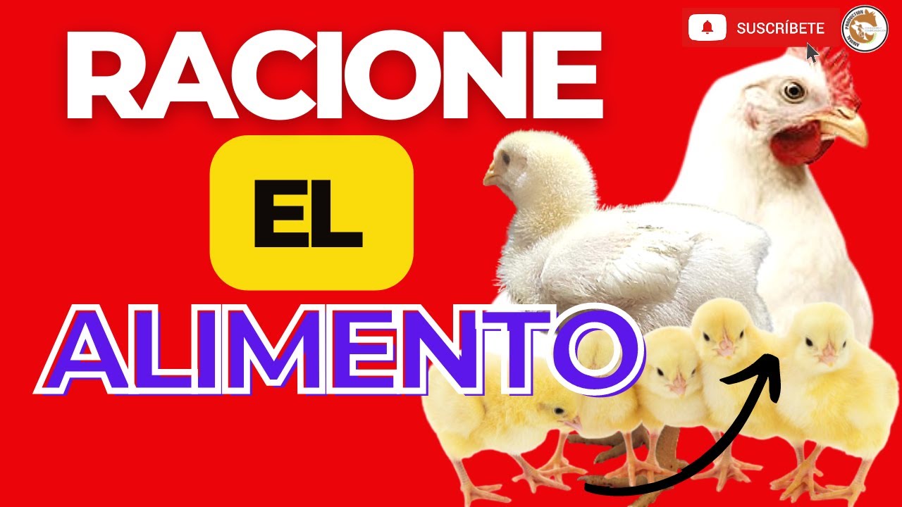 💪CUANTAS VECES AL DÍA SE ALIMENTAN LOS POLLOS DE ENGORDE📌 - YouTube