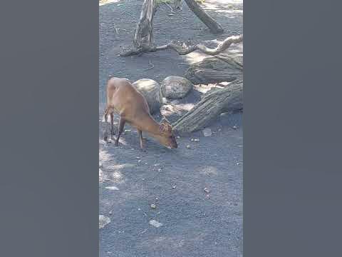 il cervo più piccolo del mondo - YouTube