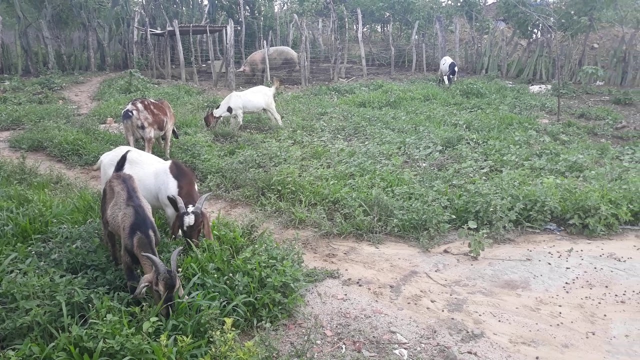 cabras na pastagem no inverno é só fartura. - YouTube