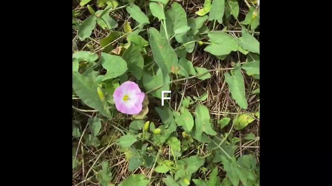 ABC Nature Walk: F is for Flowers - YouTube