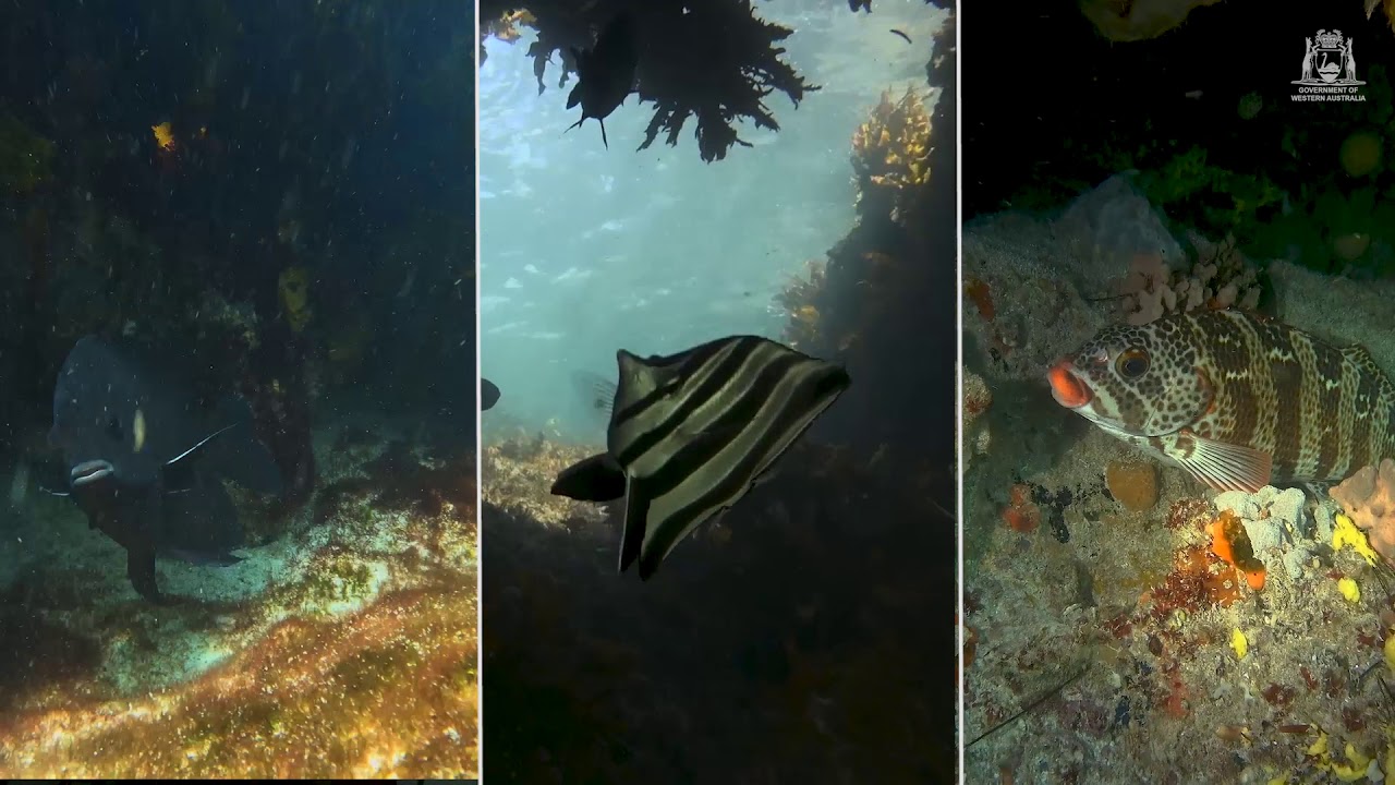 Marmion Marine Park Dive Trail - YouTube