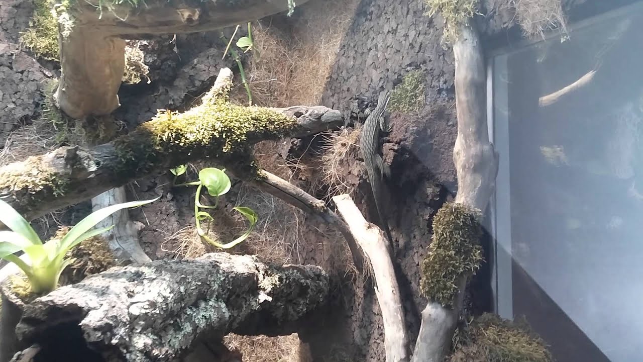 Varanus Auffenbergi erkundet Terrarium - YouTube