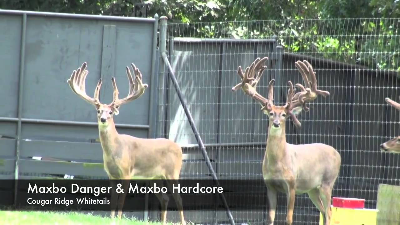 Maxbo Danger @ 2 - YouTube