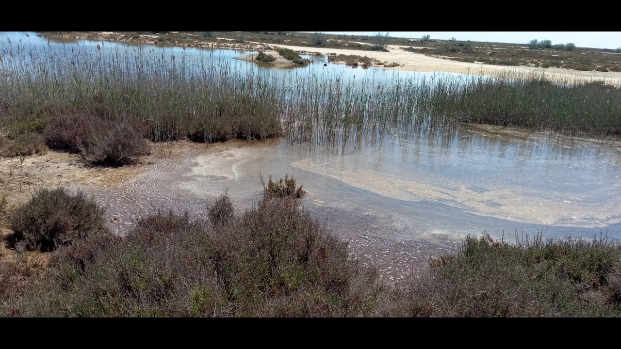 Paraje Natural Punta Entinas-Sabinar | Extremo Suroccidental de Almería ...