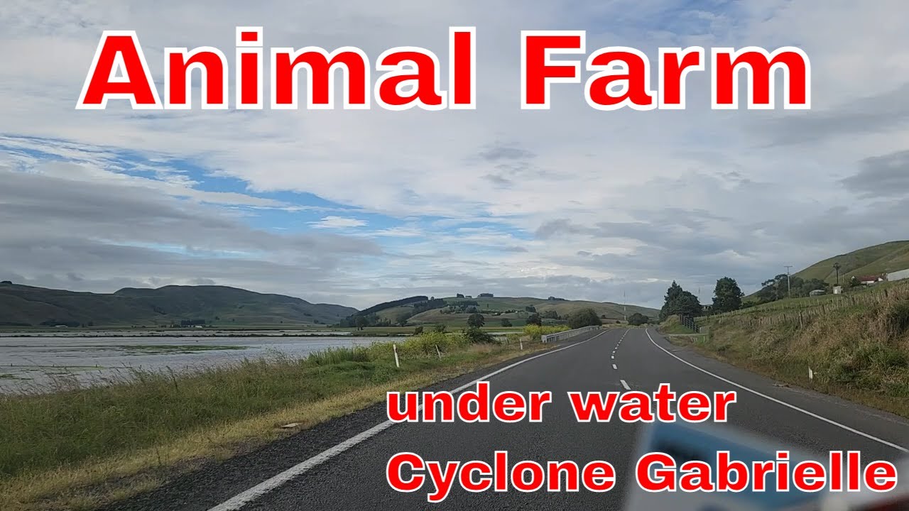 After a day after Cyclone Gabrielle some farm of animals and fruit are ...