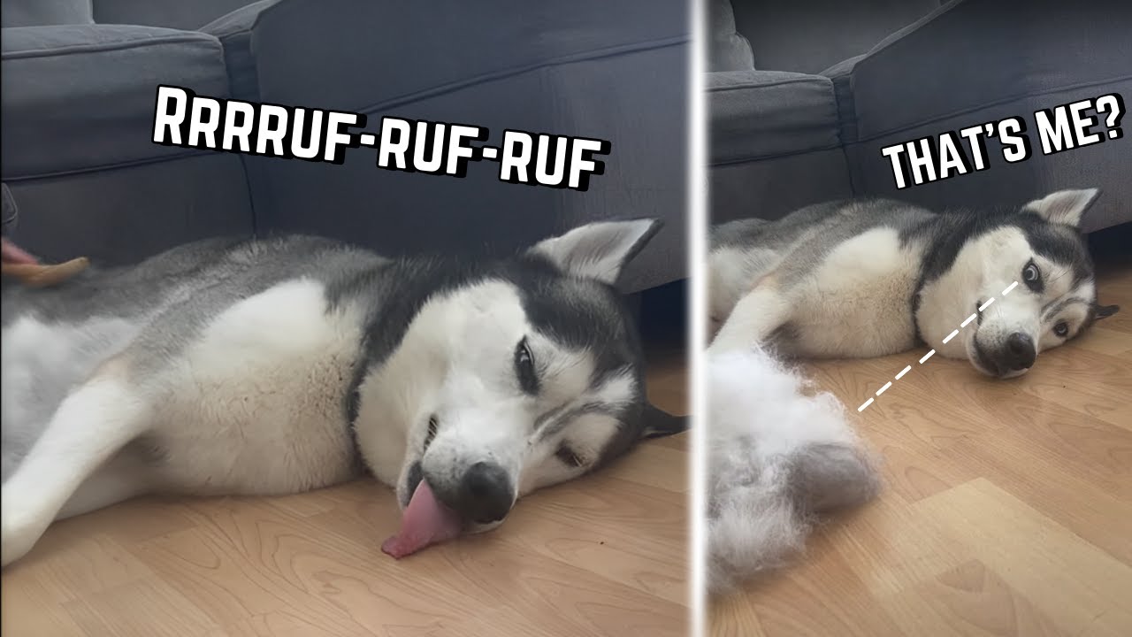 dog relaxes while being brushed! GREAT ASMR - YouTube