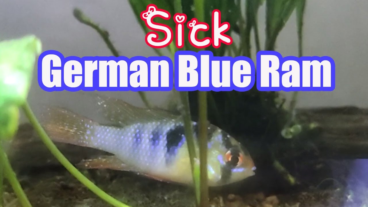 Why’s My German Blue Ram Fins Getting Sick? [Ich/Clamping Fins ...