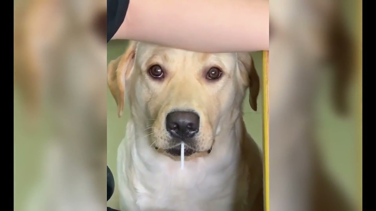 The Ultimate Compilation of Viral Animal Videos - YouTube